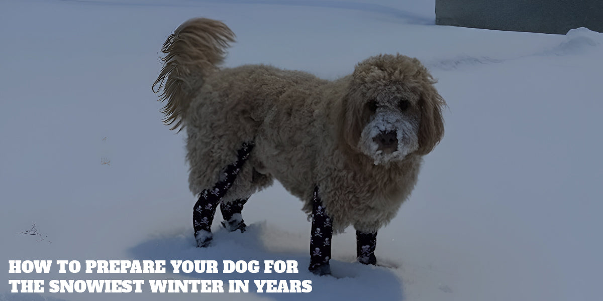 How to Prepare Your Dog for the Snowiest Winter in Years – Walkee Paws