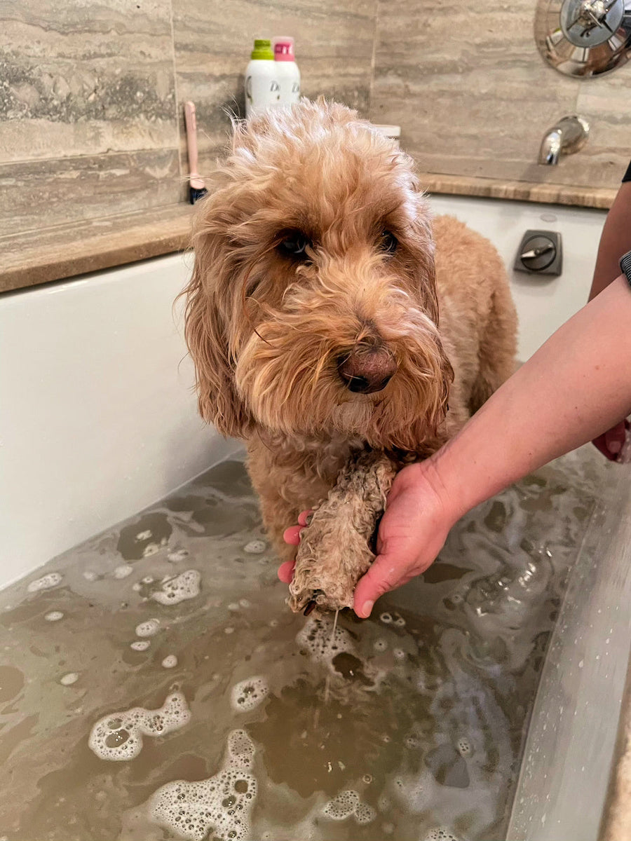 How Often Should You Bathe Your Dog? A Comprehensive Guide – Walkee Paws