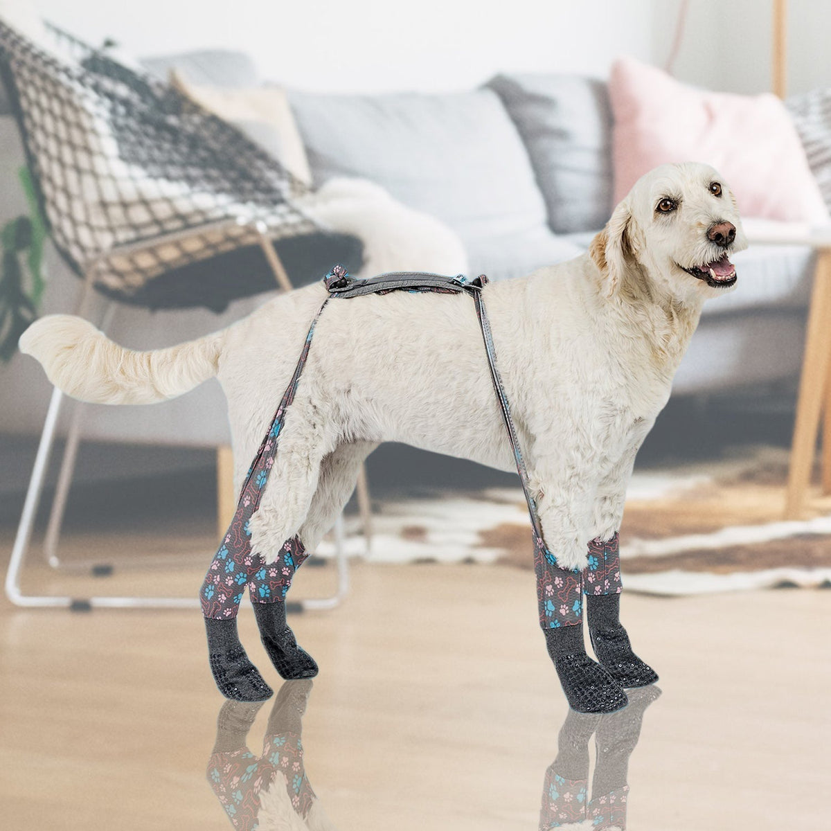 Senior Dog Slipping on Floor? Tips to Improve Traction and Keep Them S ...