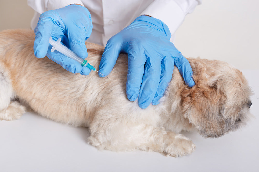 Everything You Need to Know About Vaccines for Dogs: A Complete Guide ...