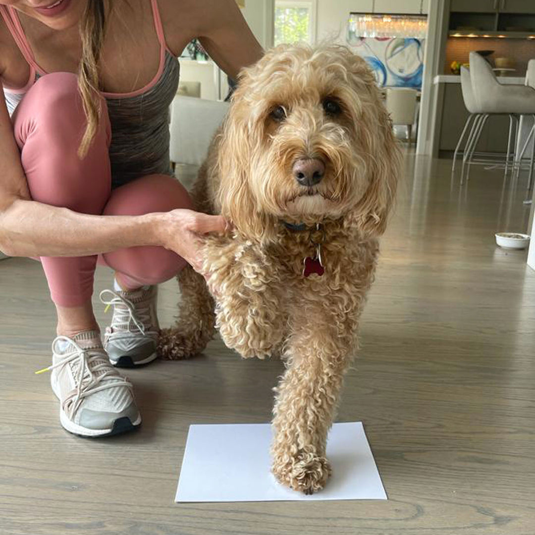 Walkee Paws Size Chart | Product Sizing Guide for Your Dog