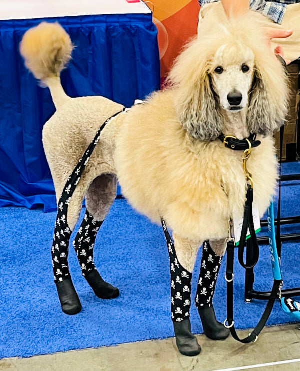 poodle-std – Walkee Paws