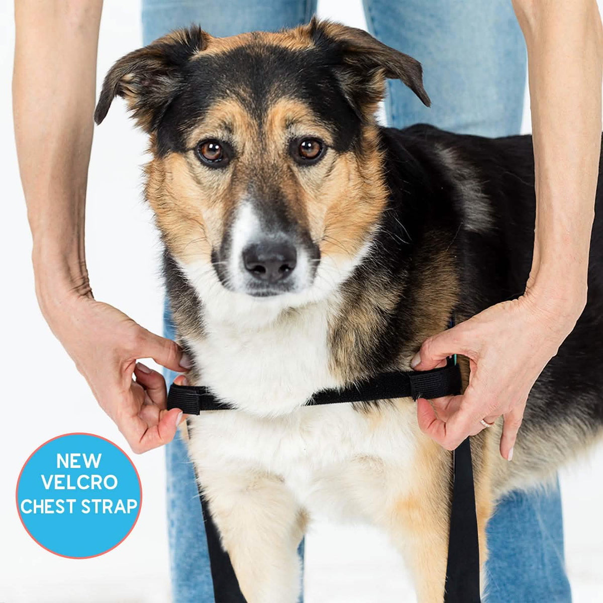 Extra Stay on Security | Velcro Chest Strap – Walkee Paws